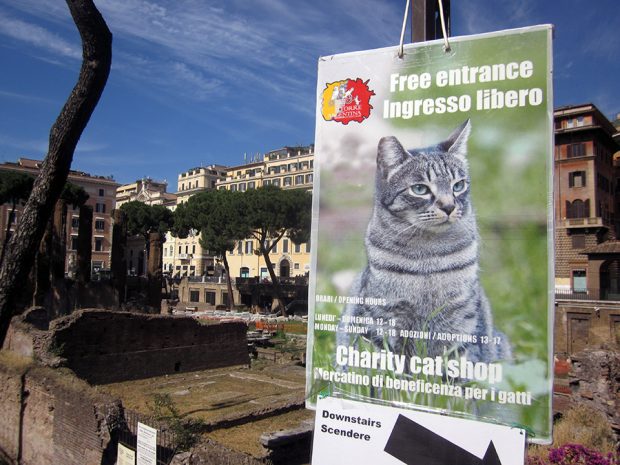 Exploring the cat sanctuary in Rome: Torre Argentina