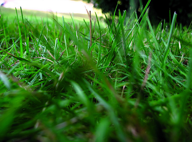 Earth Day: Some things that are green