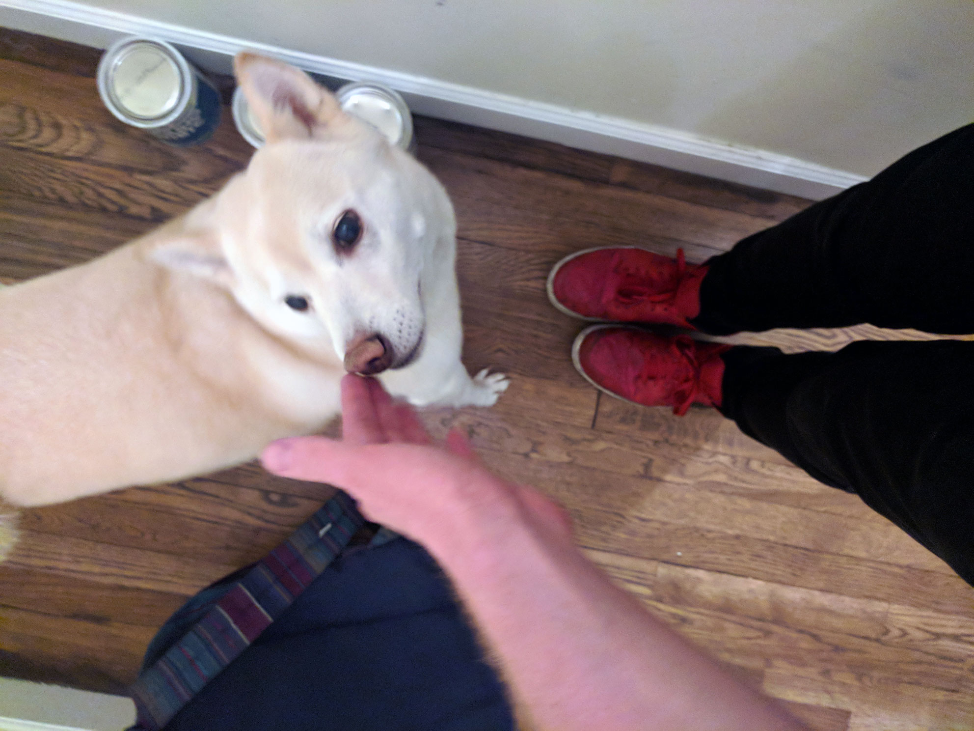 7 Reasons to Try House Sitting for Your Next Trip